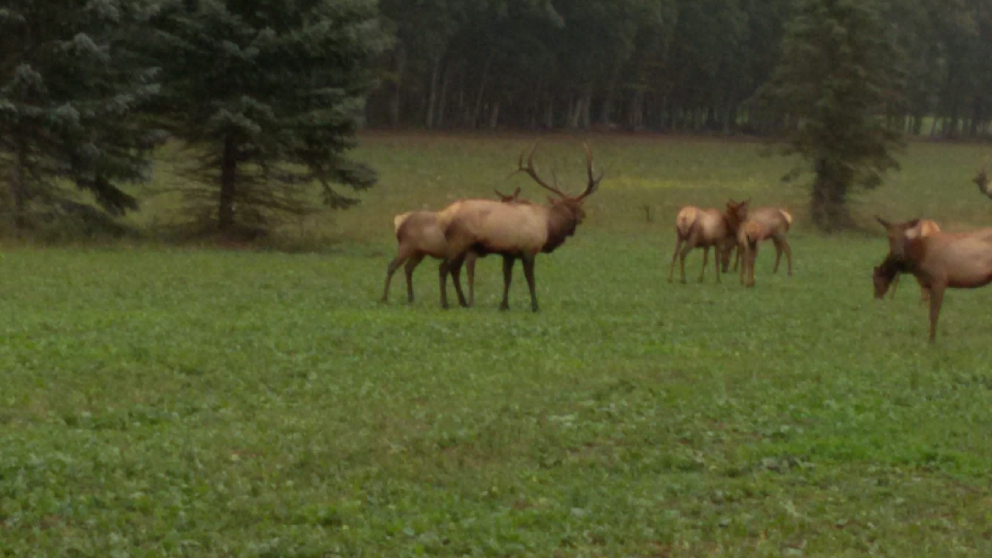 Elk at the Elk Country Visitor Center, Benezette, PA | Moravian Soundscapes Elk at the Elk Country Visitor Center, Benezette, PA | Moravian Soundscapes